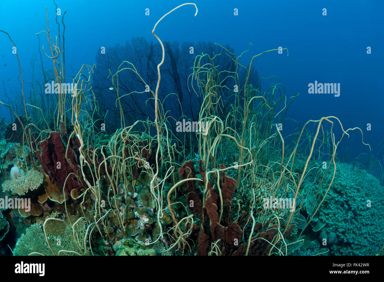 Whip coral forest (Junceella sp Stock Photo - Alamy