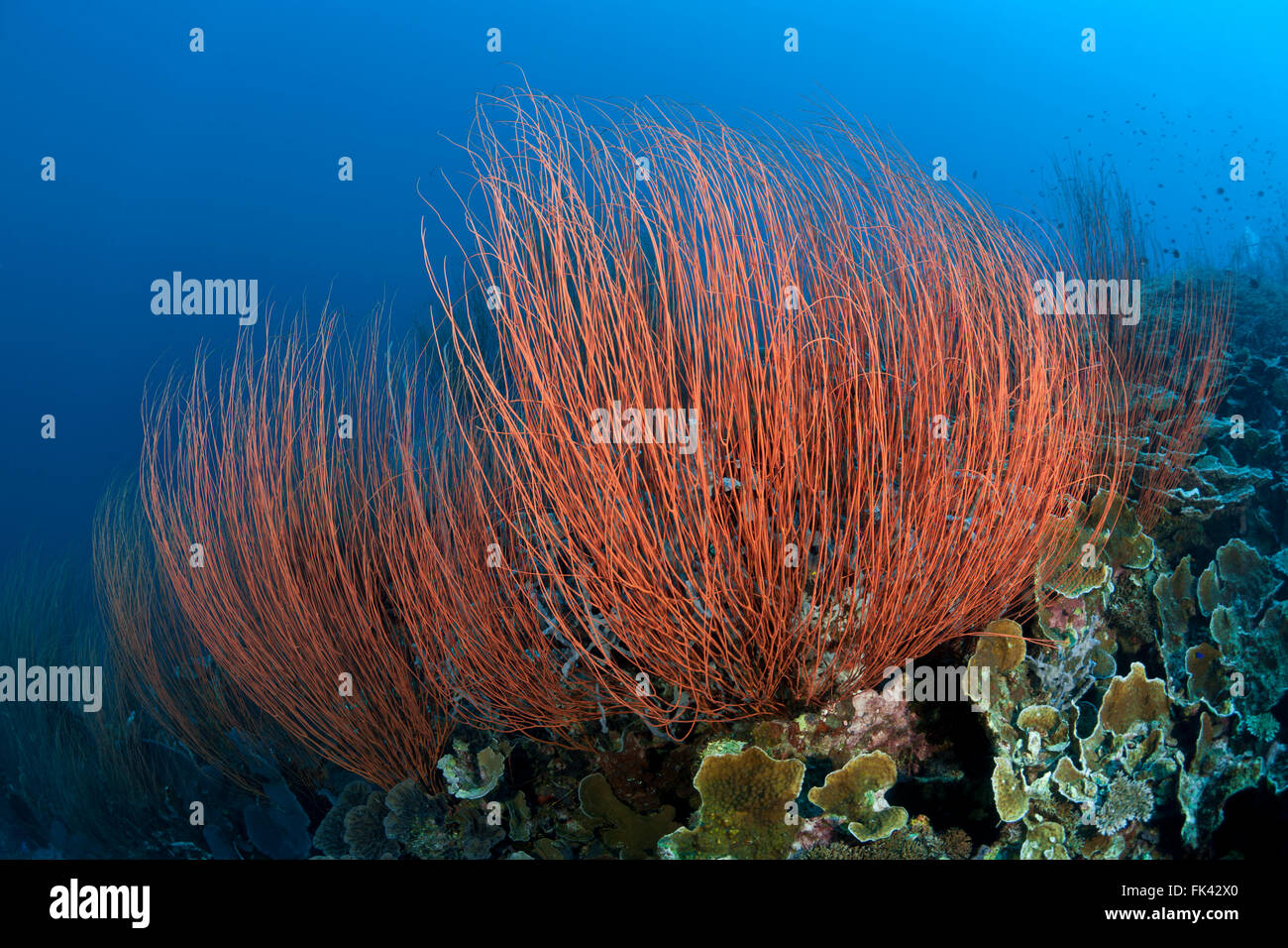 Red whip corals or sea whips (Ellisella sp Stock Photo - Alamy