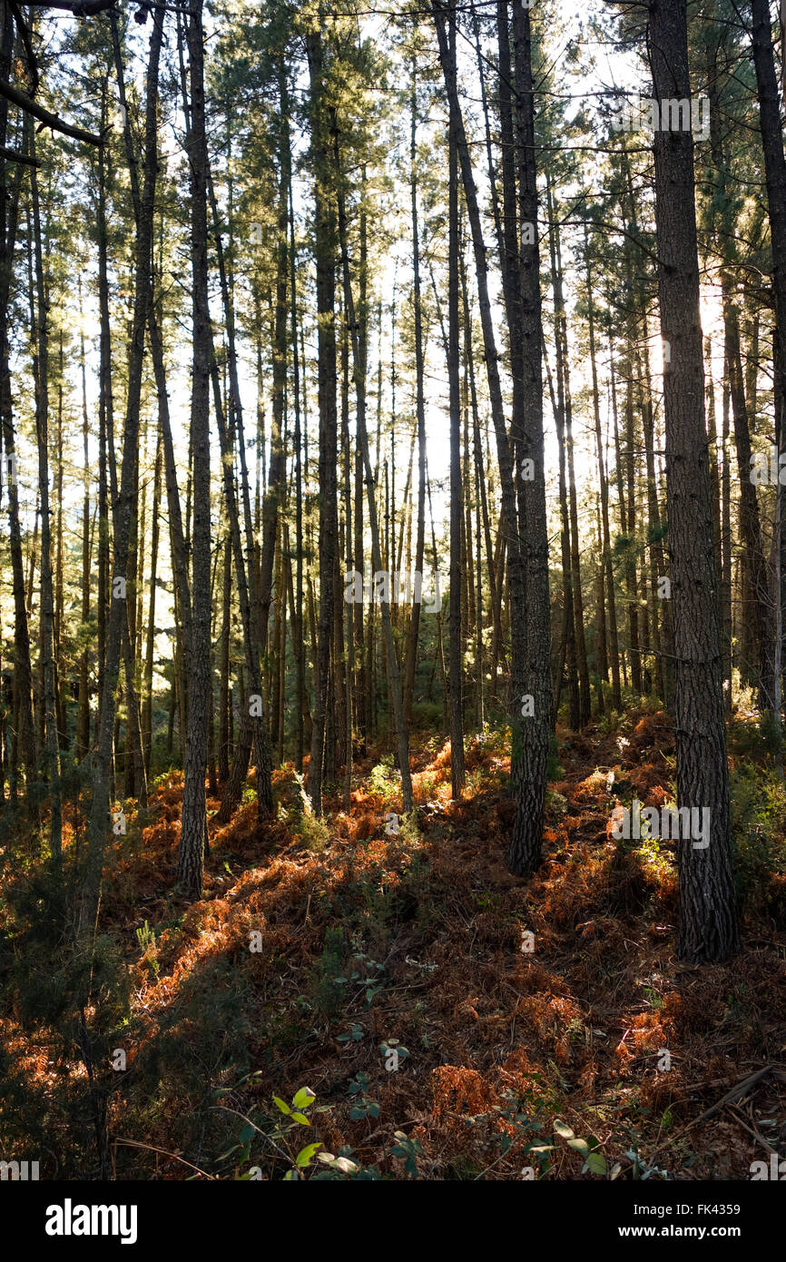 Dense Pine forest with ferns and sunlight passing through Stock Photo ...