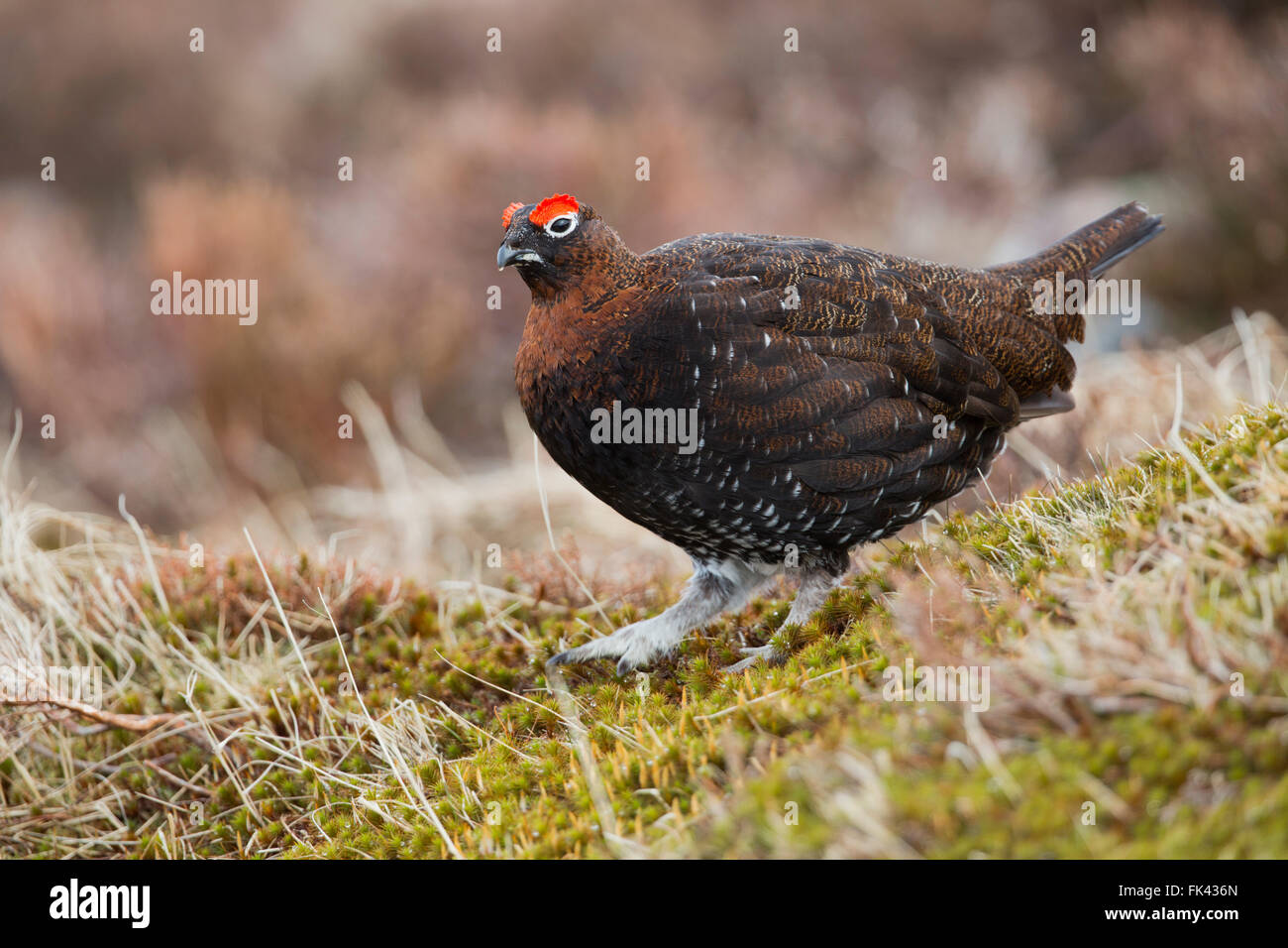 Red Grouse; Lagopus lagopus scotica Single Male Scotland; UK Stock ...