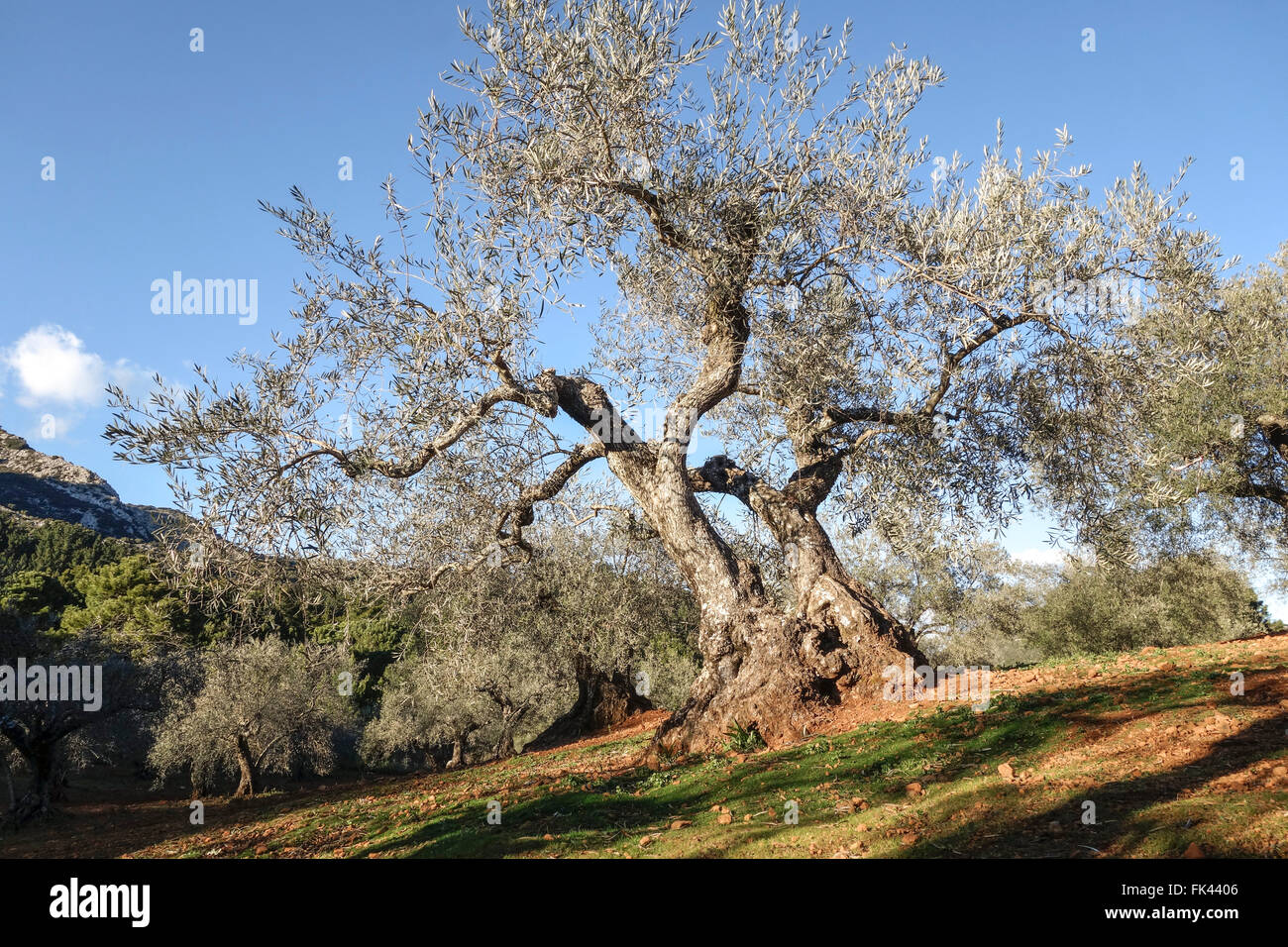 Olive trees, olive tree, mediterranean, Andalusia, Spain Stock Photo ...