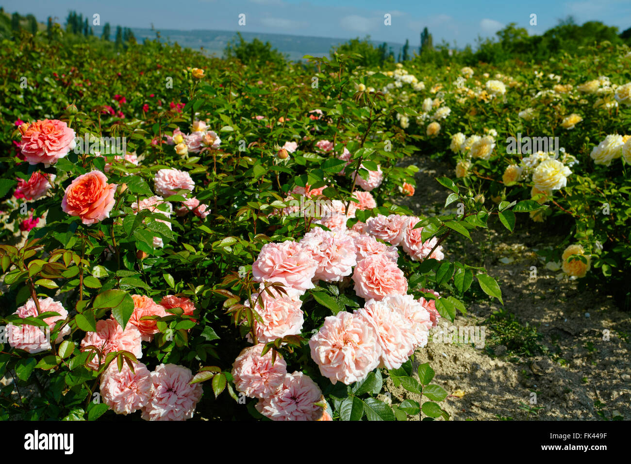 Rose plantation hi-res stock photography and images - Alamy