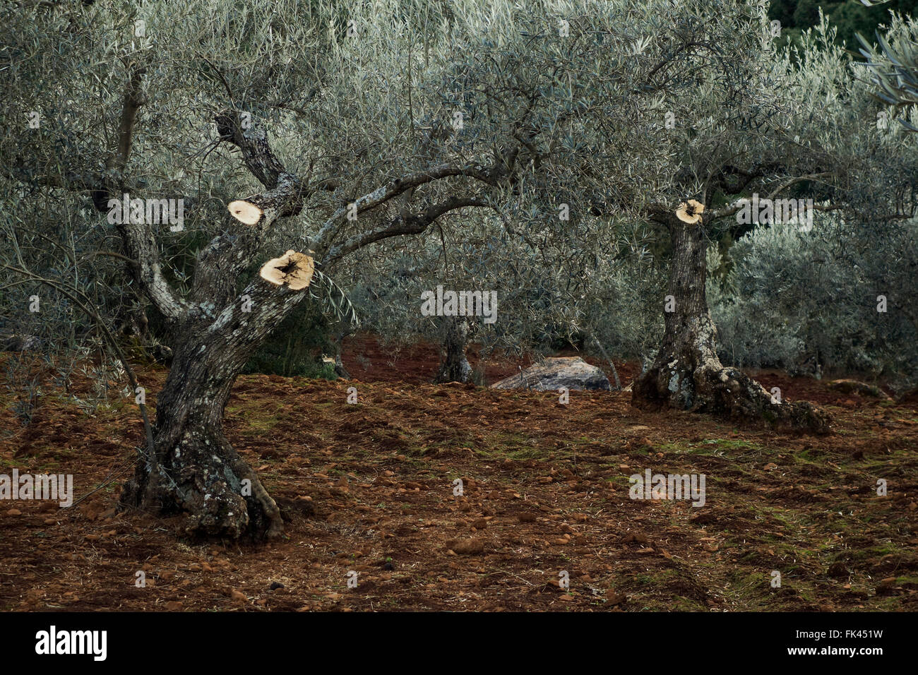 Pruned Olive trees, olive tree, orchard, Andalusia, Spain Stock Photo ...
