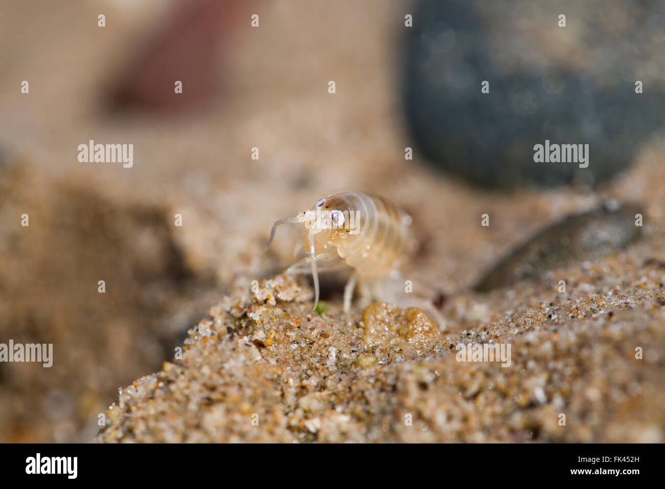 Sandhopper talitrus saltator hi-res stock photography and images - Alamy