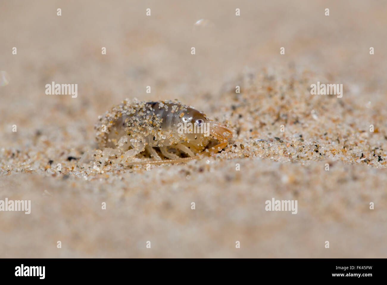 Sandhopper Animal Blenny – Sandhopper Live Gem Factory Ltd.