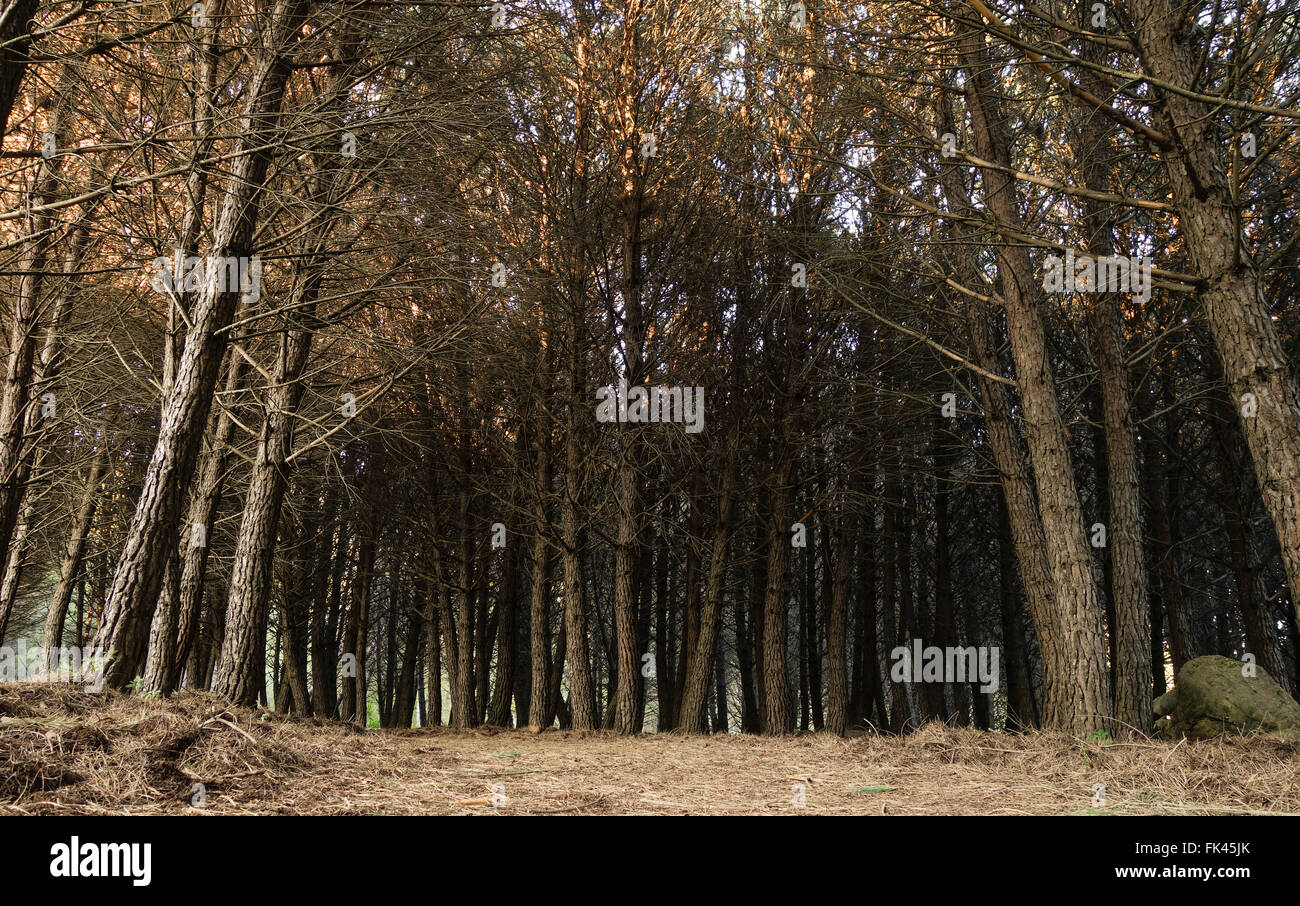 Path, trail, through dense Pine forest Stock Photo - Alamy