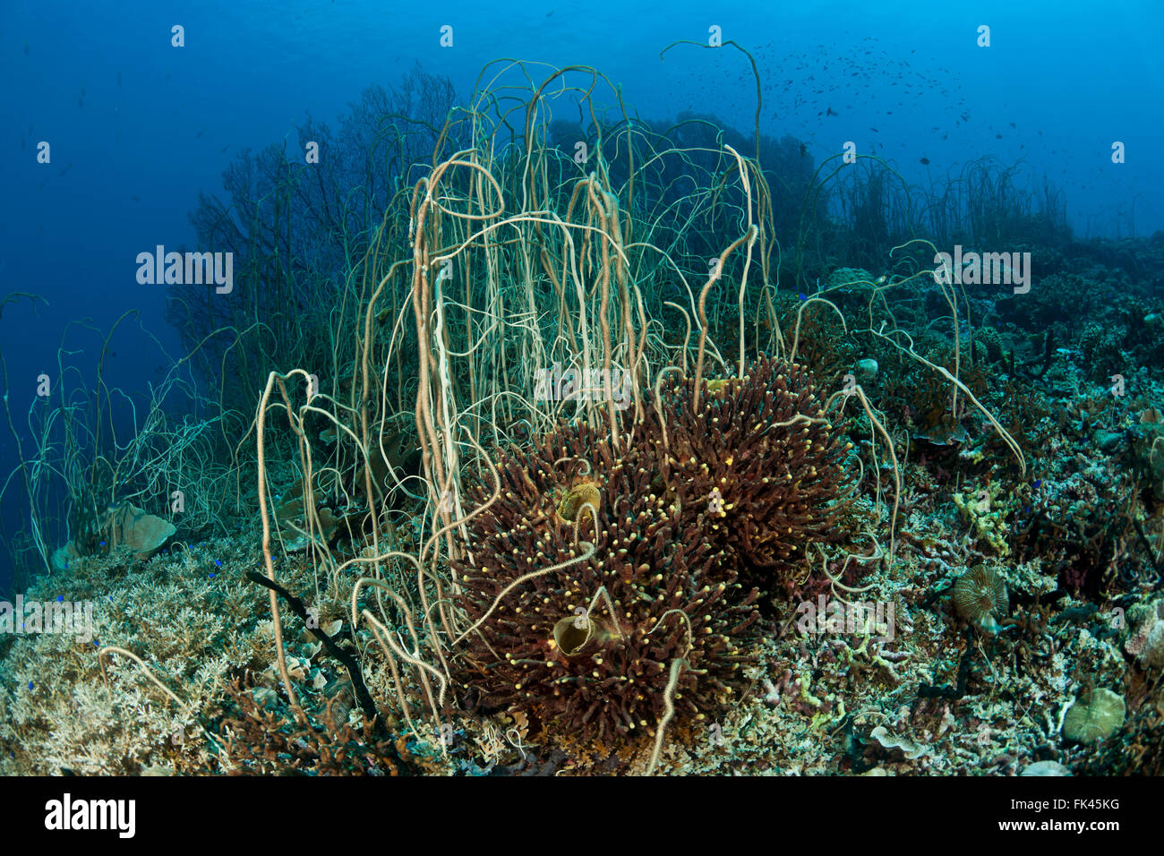 Whip coral forest (Junceella sp Stock Photo - Alamy