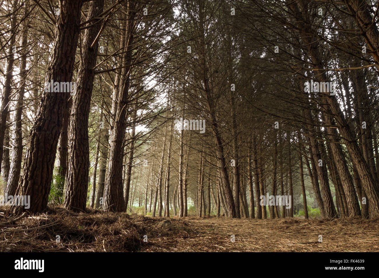 Path, trail, through dense Pine forest Stock Photo - Alamy