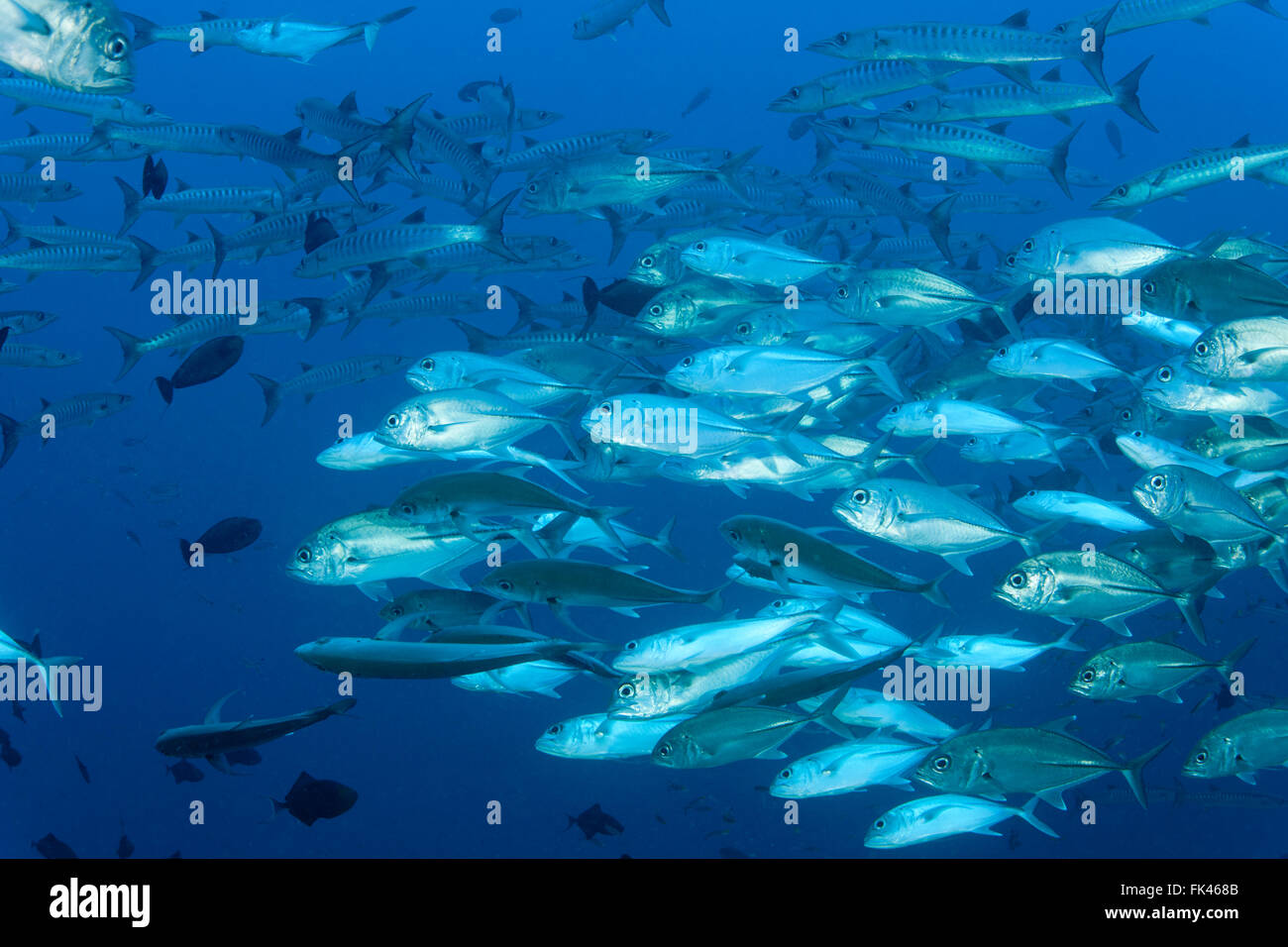 Chevron barracuda fish schooling hi-res stock photography and images ...
