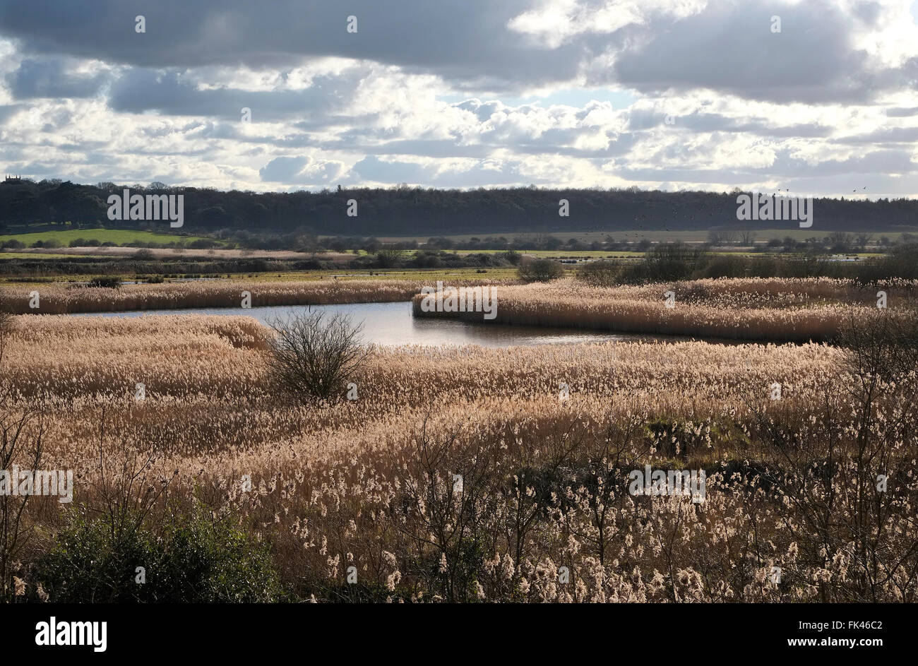 holkham estate, nature reserve, north norfolk, england Stock Photo - Alamy