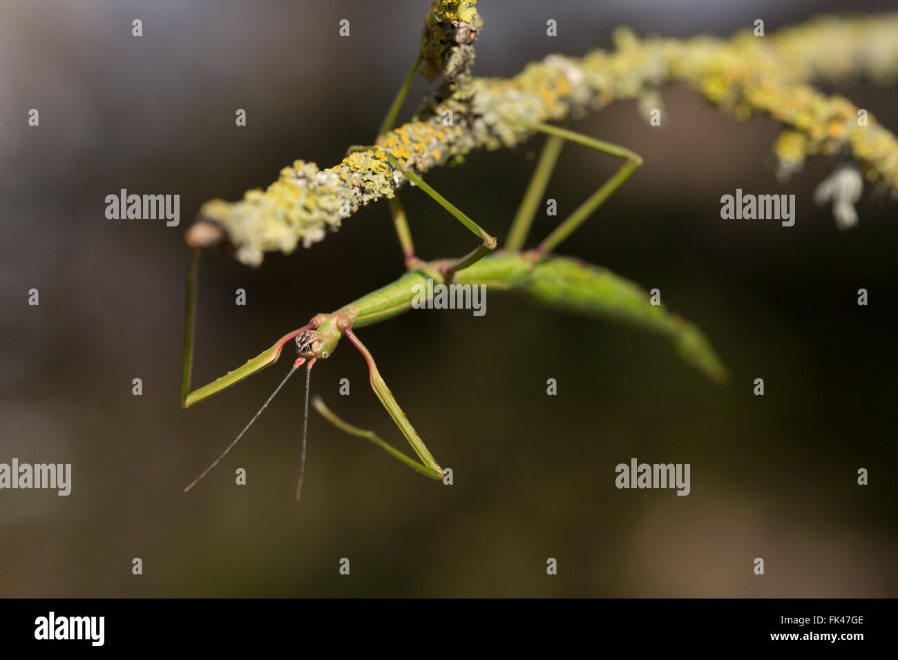 Acanthoxyla hi-res stock photography and images - Alamy