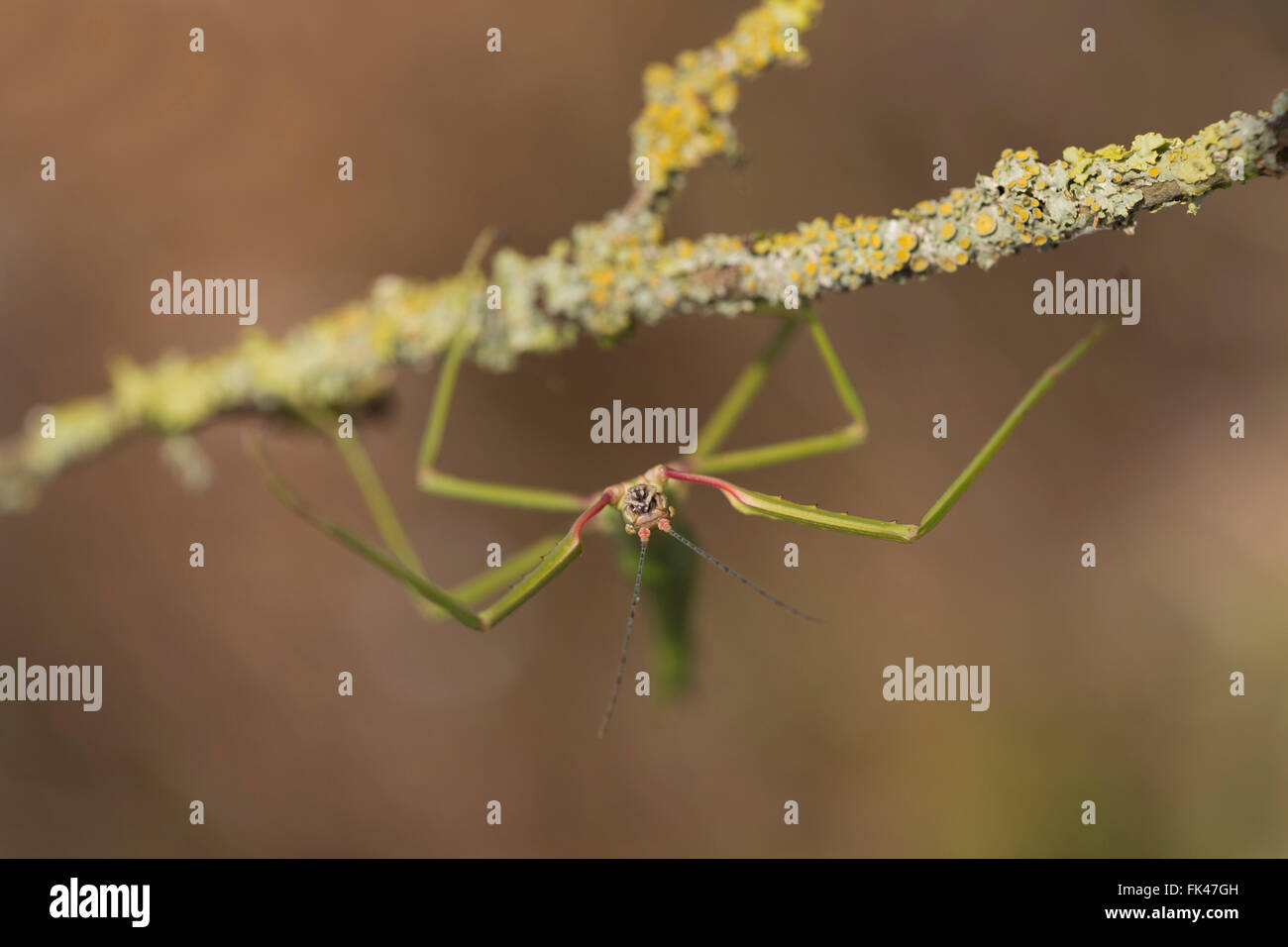 Acanthoxyla Inermis High Resolution Stock Photography and Images - Alamy