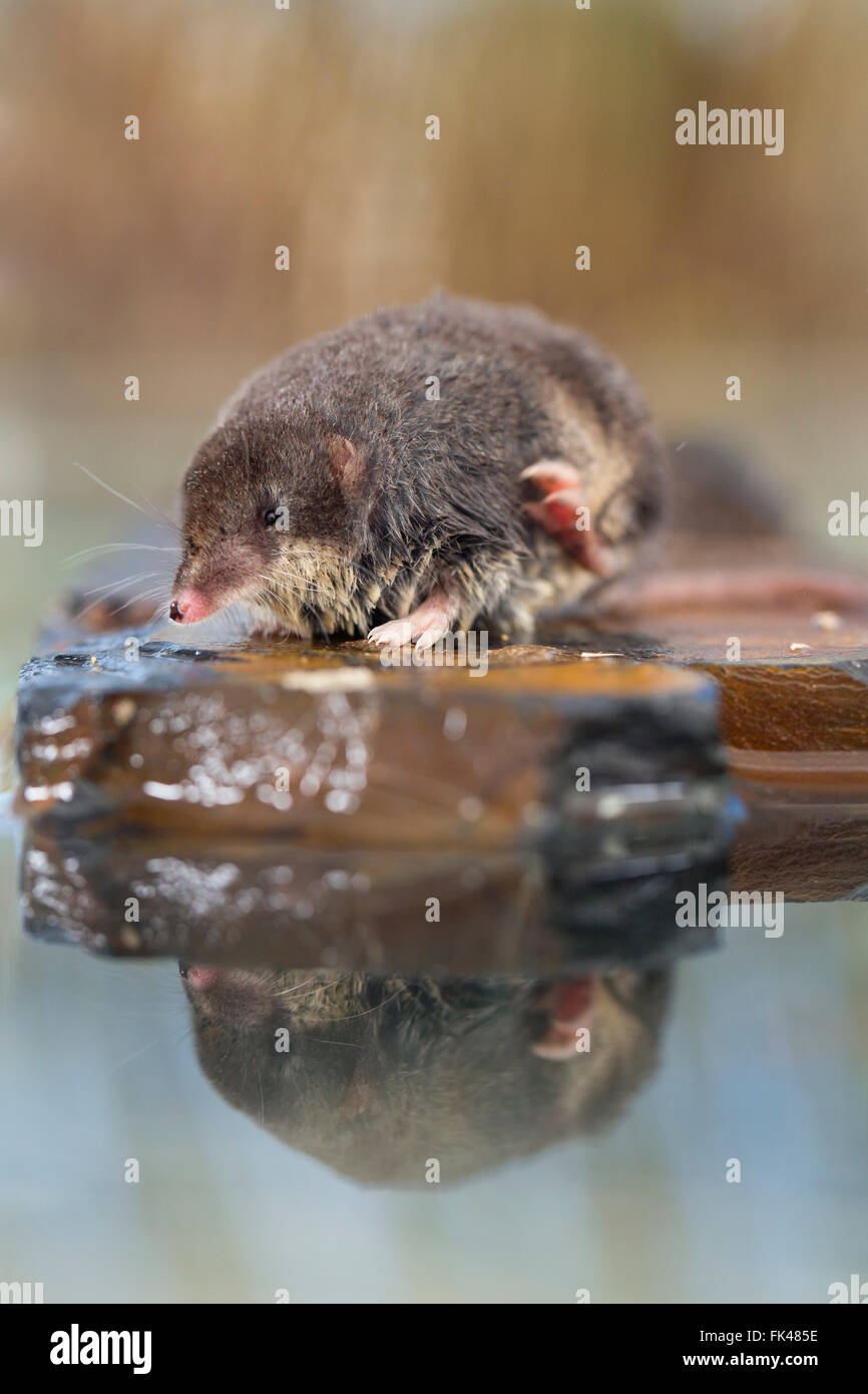 Water shrew hi-res stock photography and images - Alamy