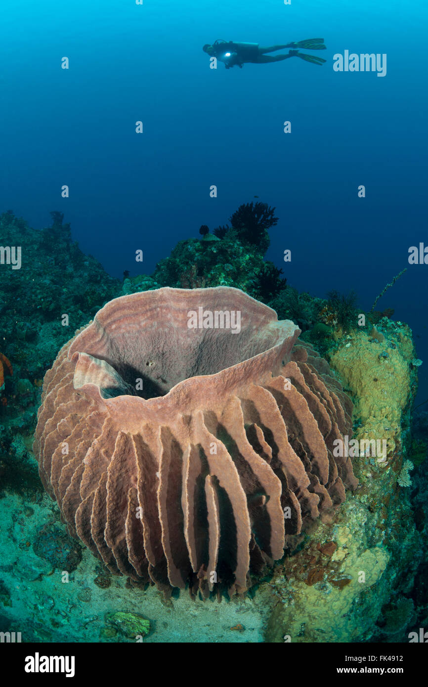 Giant barrel sponge (Xestospongia testudinaria) with diver Stock Photo ...