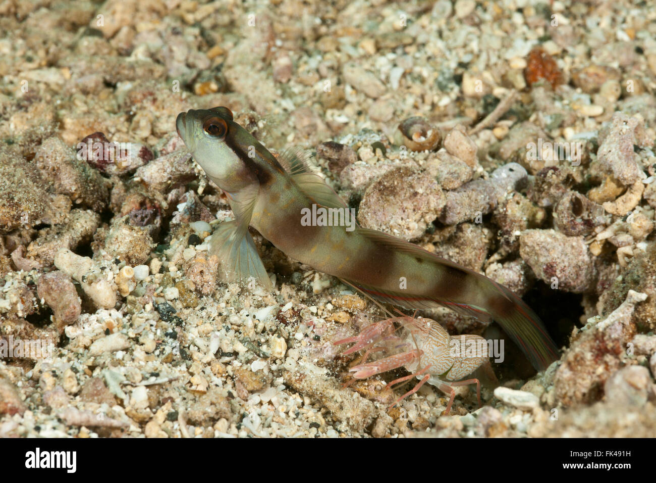 Shrimp gobies (Amblyeleotris sp.) with its partner shrimp Stock Photo ...