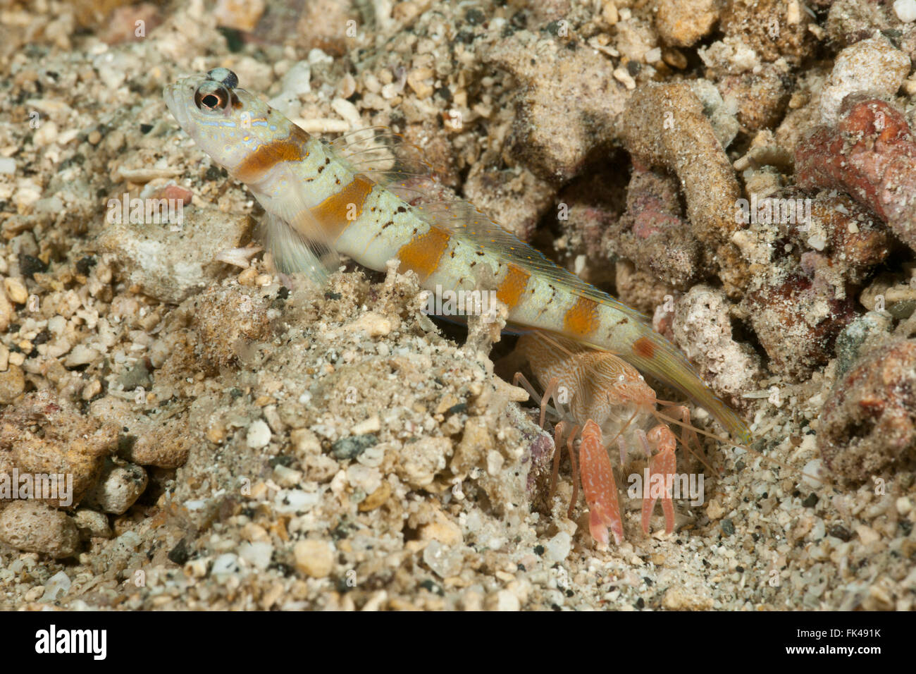 Goby Fish And Shrimp Drawing