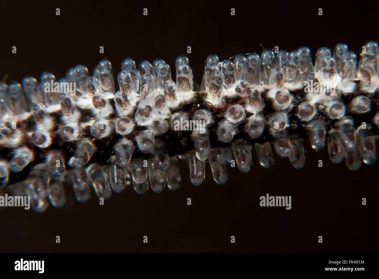 Damsel Fish Eggs Bluehead Wrasses – The Great Damselfish Egg Raid