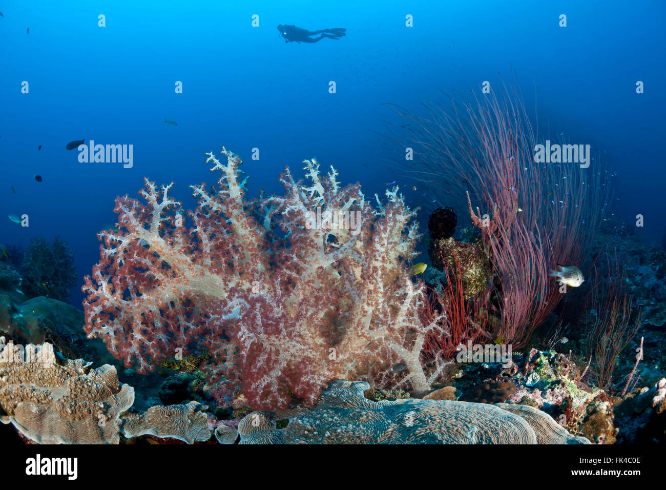 Soft coral (Dendronephthya sp.) in the reef with diver Stock Photo - Alamy