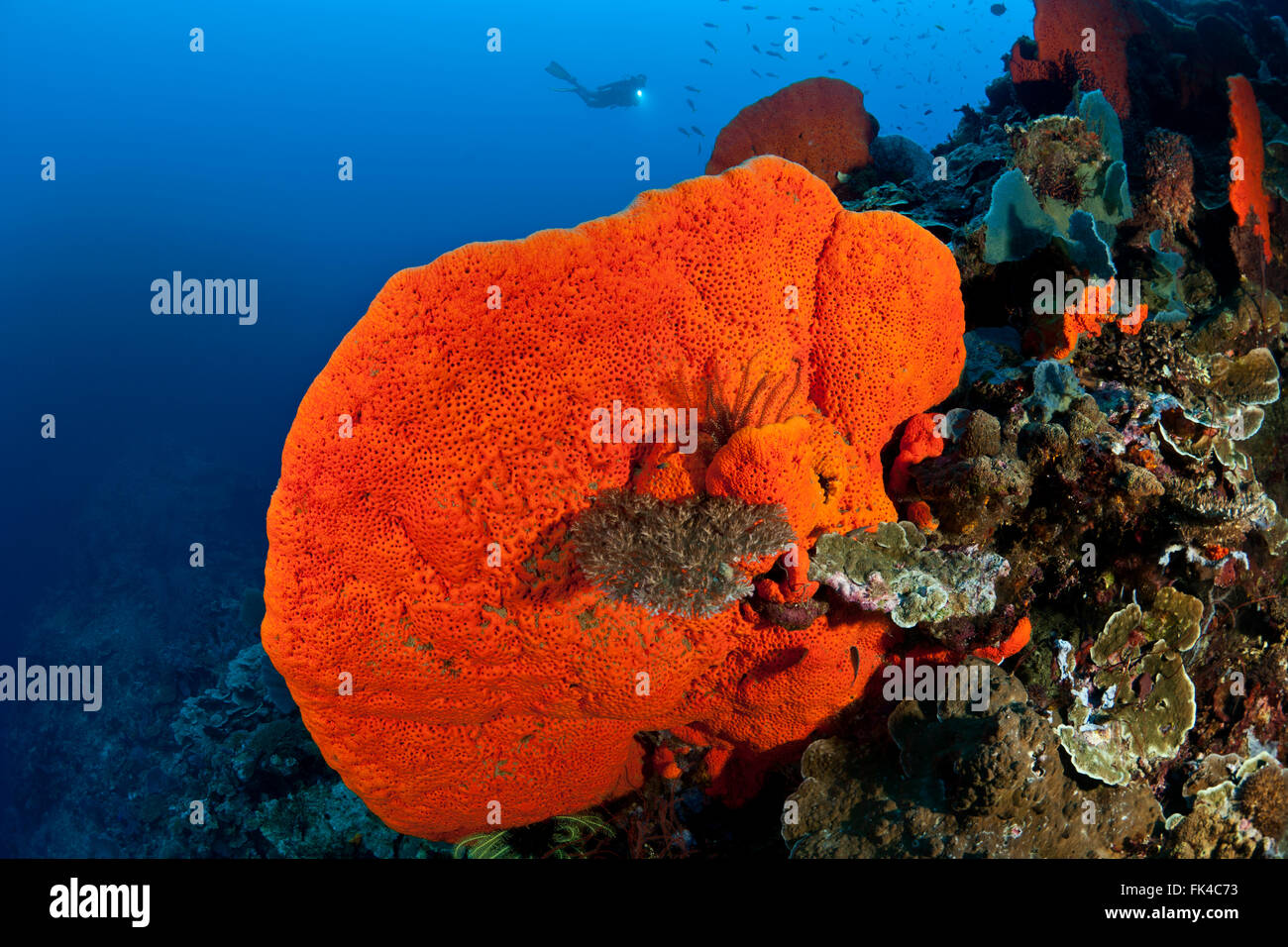 Bright orange sponge in the reef with diver Stock Photo - Alamy