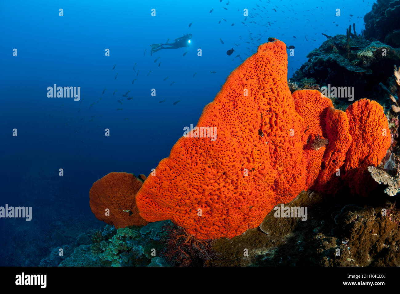 Bright orange sponge in the reef with diver Stock Photo - Alamy