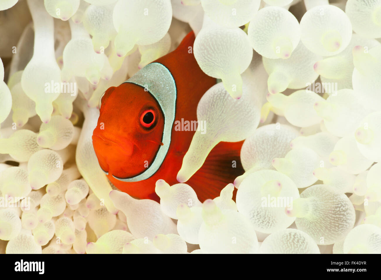 Spinecheek anemonefish (Premnas biaculeatus) in its bleaching anemone ...