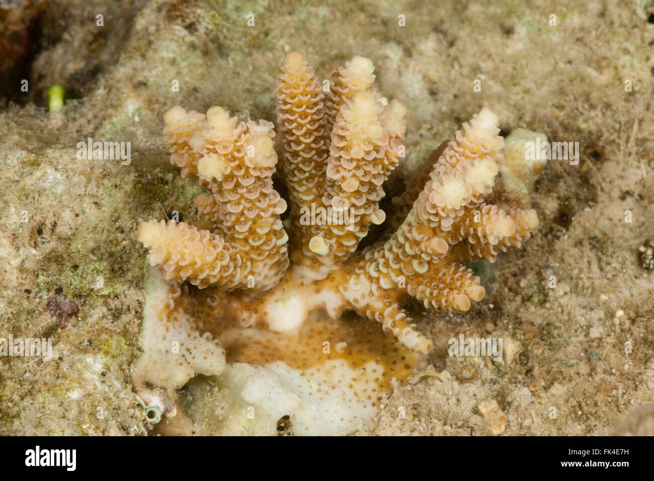 Dead coral reefs hi-res stock photography and images - Alamy