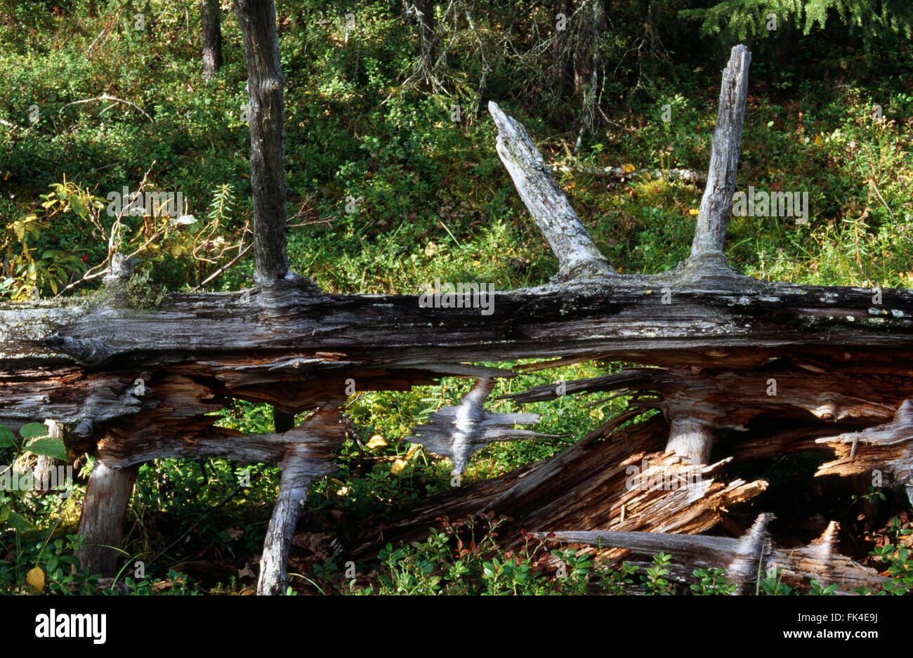 decaying old tree in forest, Finland Stock Photo - Alamy