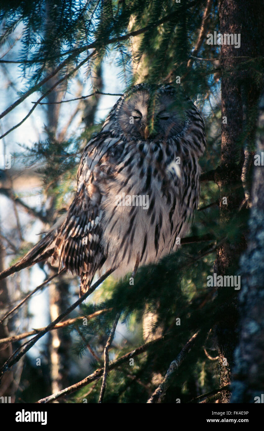 Ural owl, Strix uralensis Stock Photo - Alamy