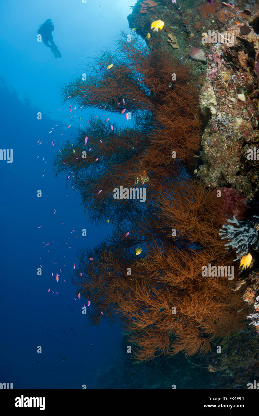 Black coral bush in the reef with diver Stock Photo - Alamy
