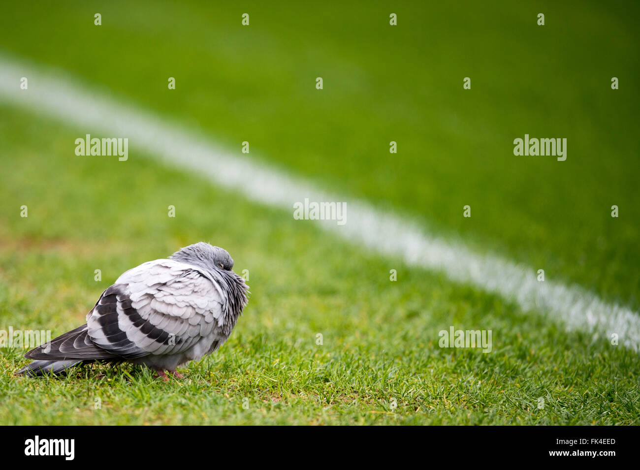 Reggio Emilia, Italy. 6th Mar, 2016. Pigeon Football/Soccer : Italian ...