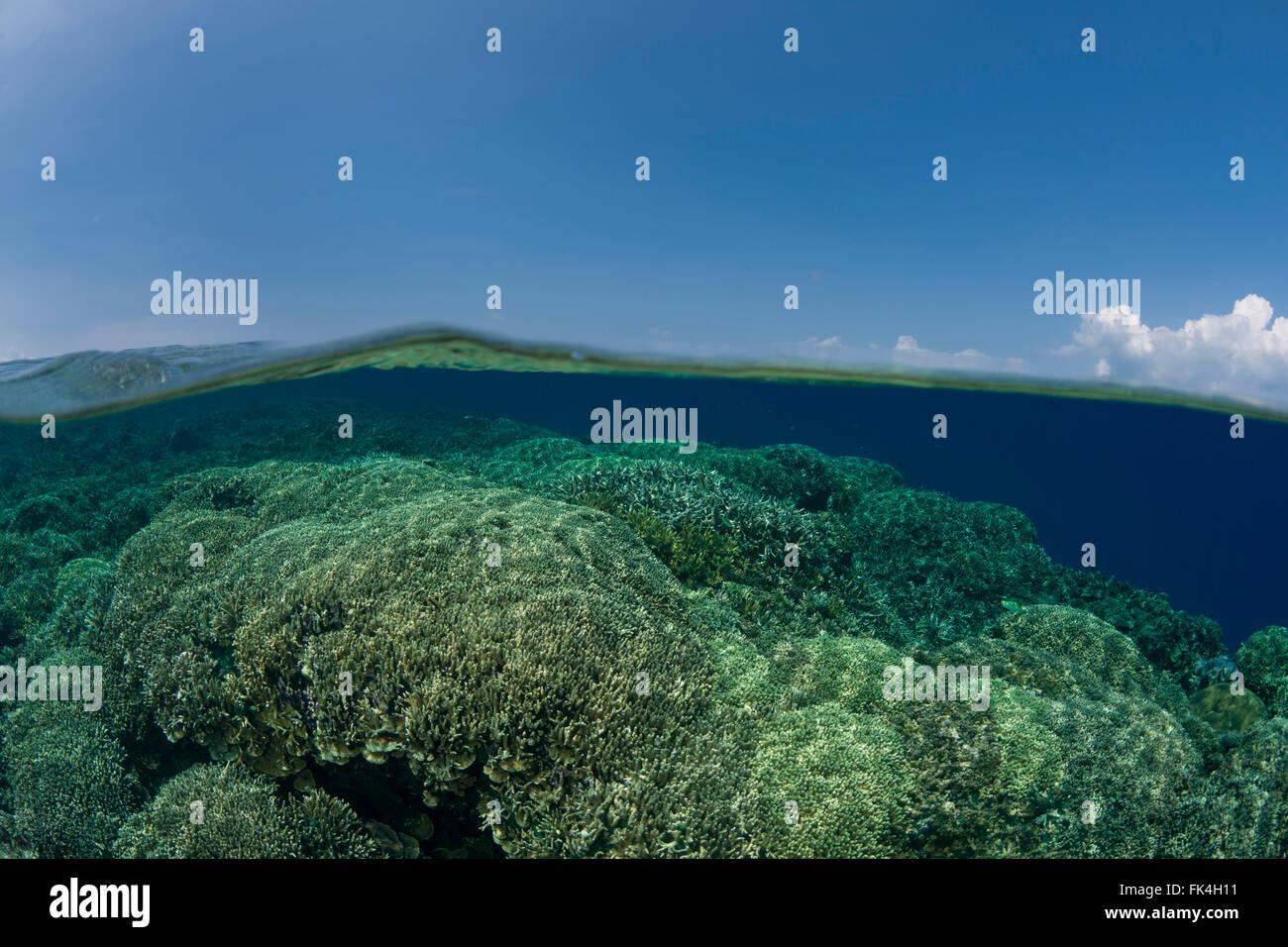 Shallow reef underwater hi-res stock photography and images - Alamy