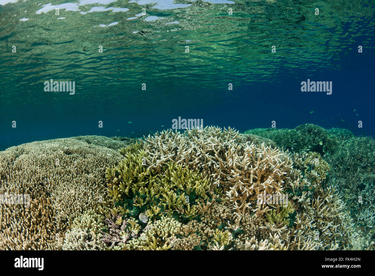 Healthy shallow coral reef Stock Photo - Alamy