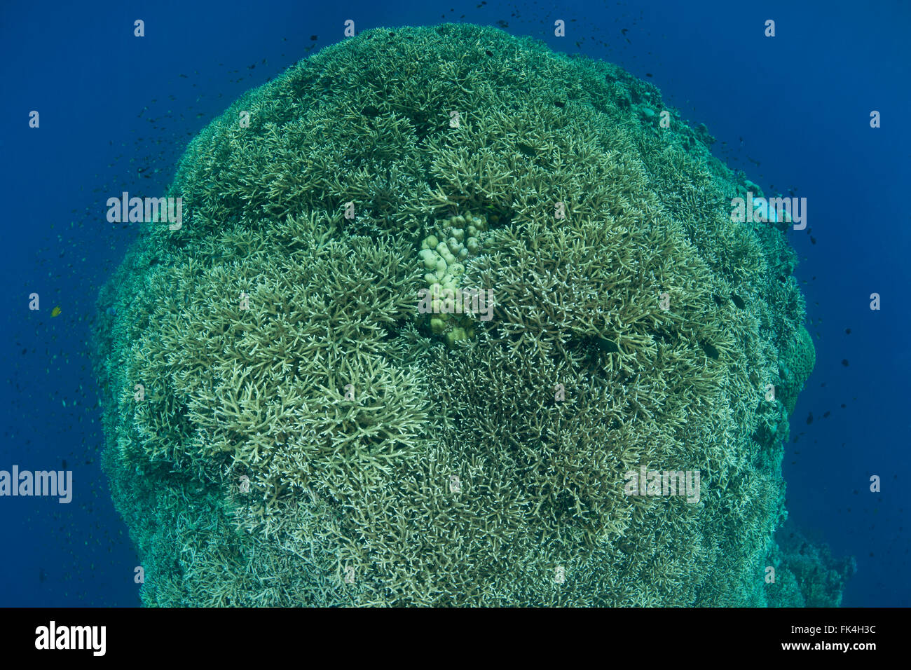 Drop off reef underwater in hi-res stock photography and images - Alamy