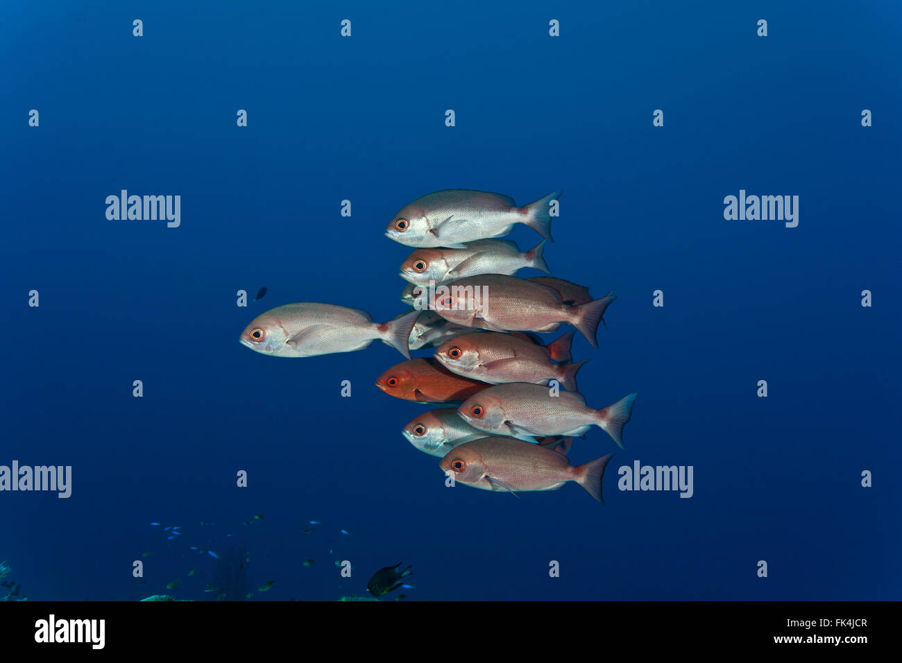 Pinjalo pinjalo hi-res stock photography and images - Alamy