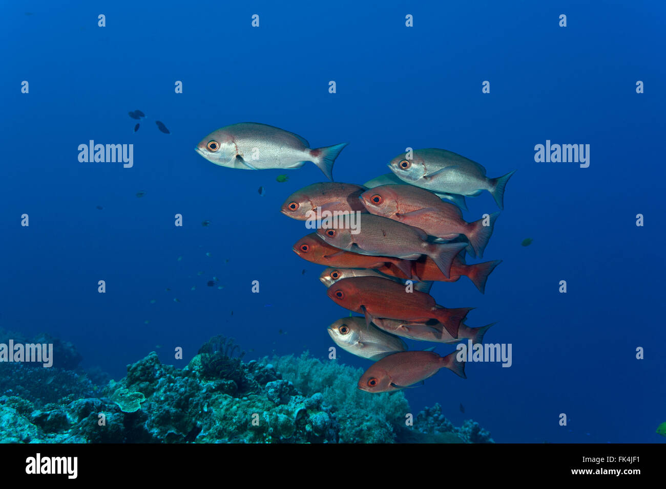 Schooling red snapper hi-res stock photography and images - Alamy