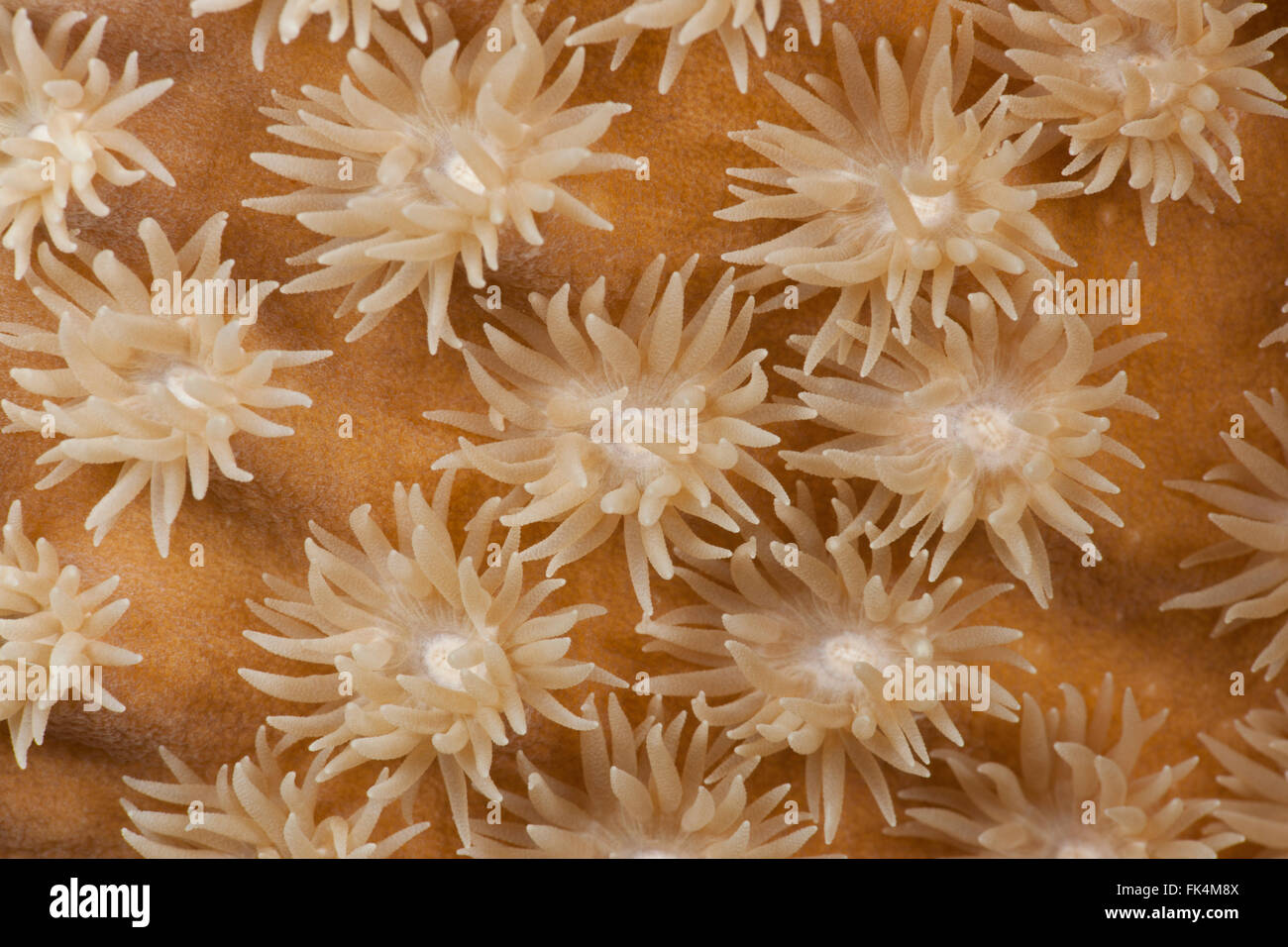 Hard coral polyps hi-res stock photography and images - Alamy