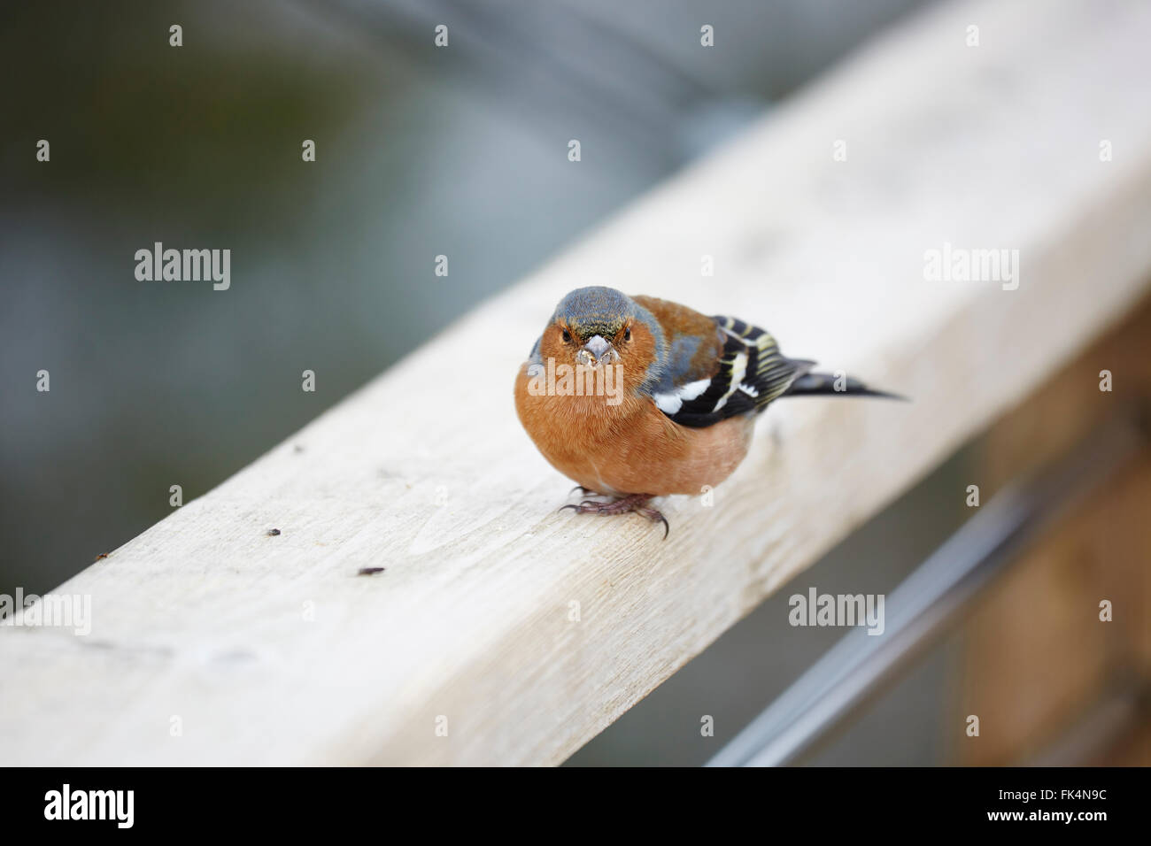 Cute chaffinch hi-res stock photography and images - Alamy