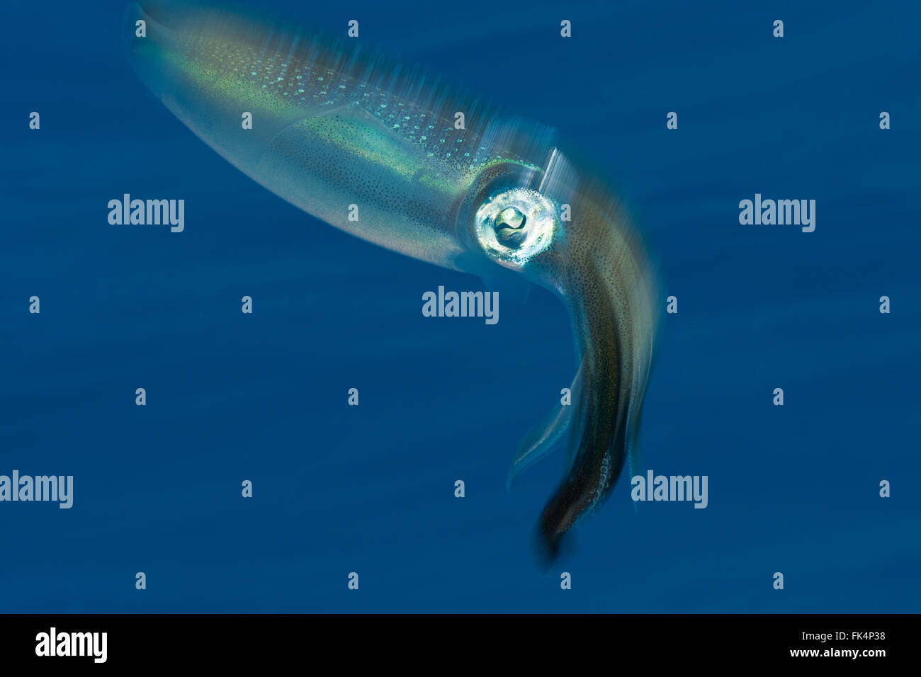 Bigfin reef squid (Sepioteuthis lessoniana Stock Photo - Alamy