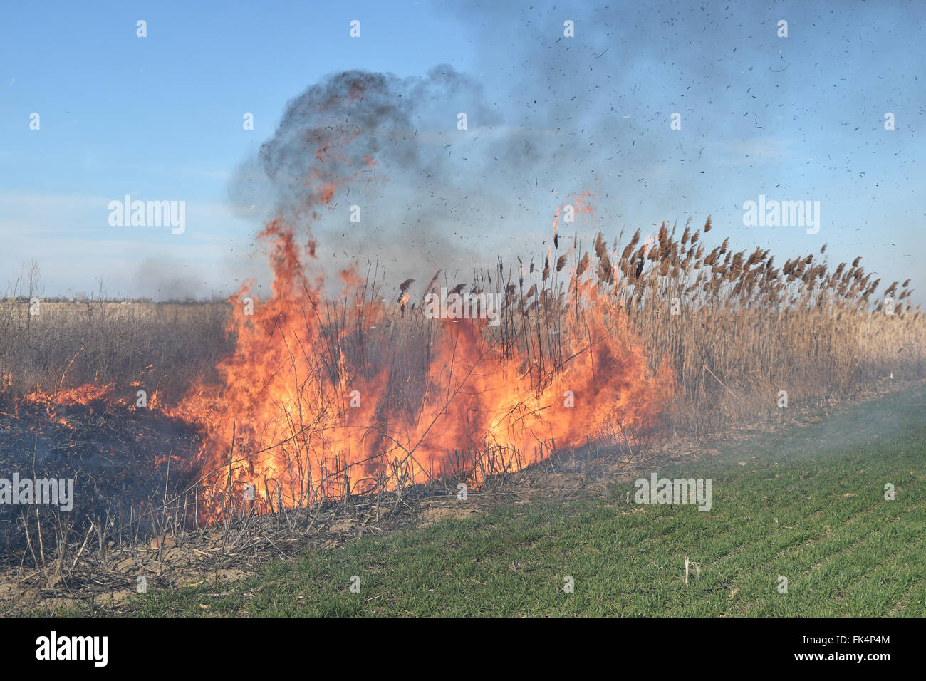 Burning dry grass and reeds. Cleaning the fields and ditches of the ...