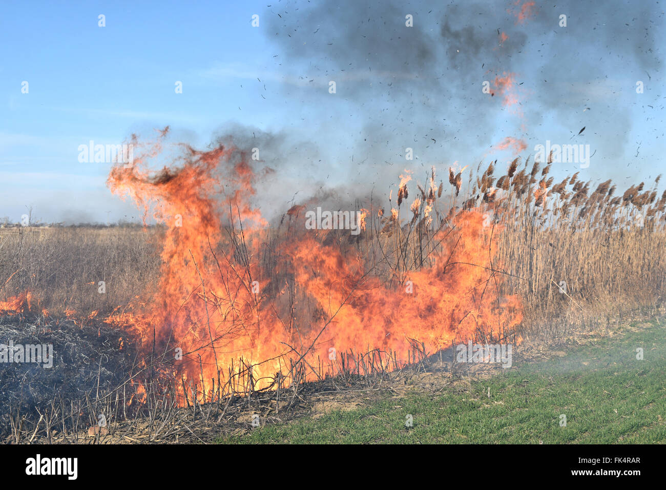 Burning dry grass and reeds. Cleaning the fields and ditches of the ...