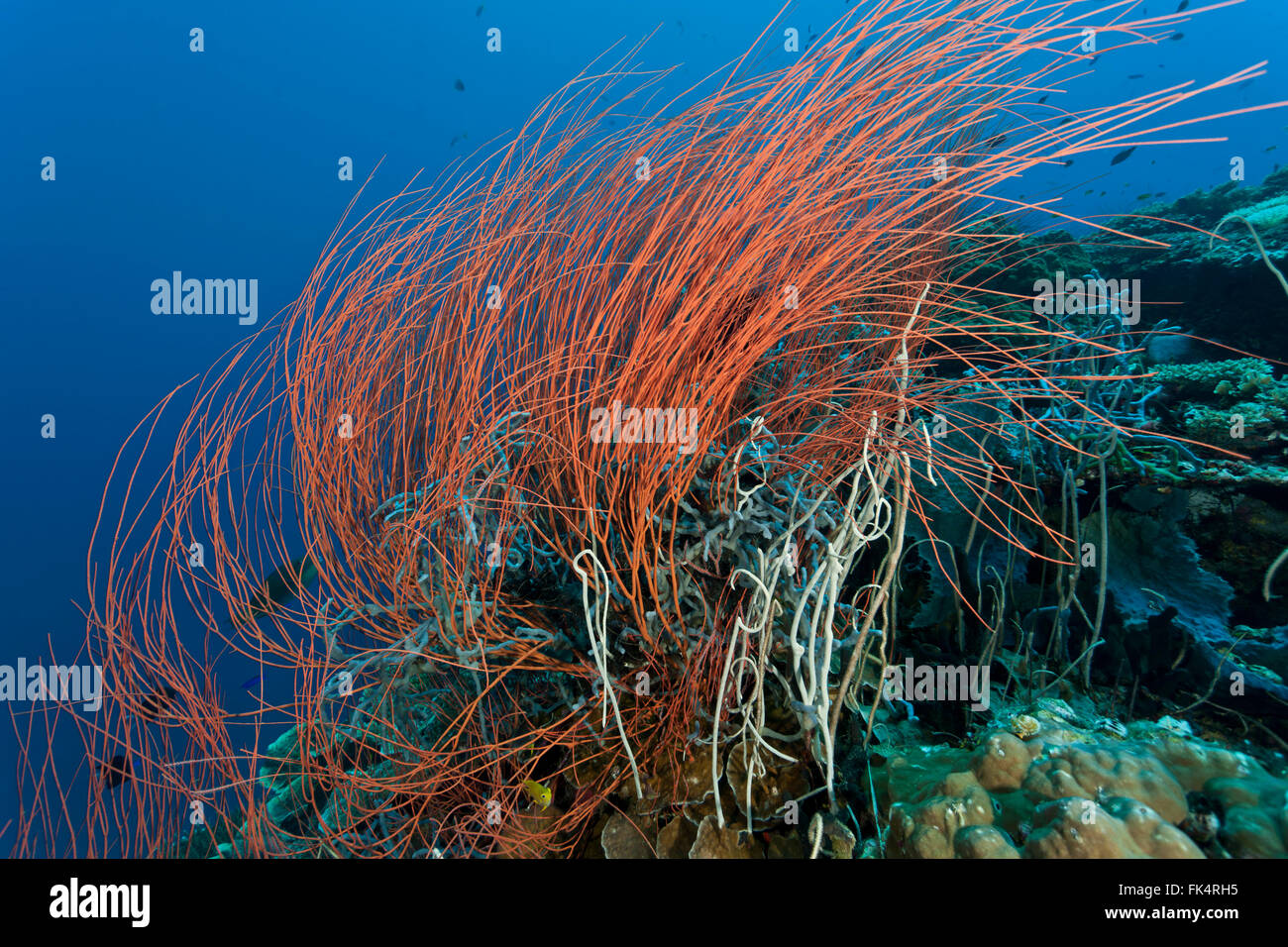 Ellisella sp hi-res stock photography and images - Alamy