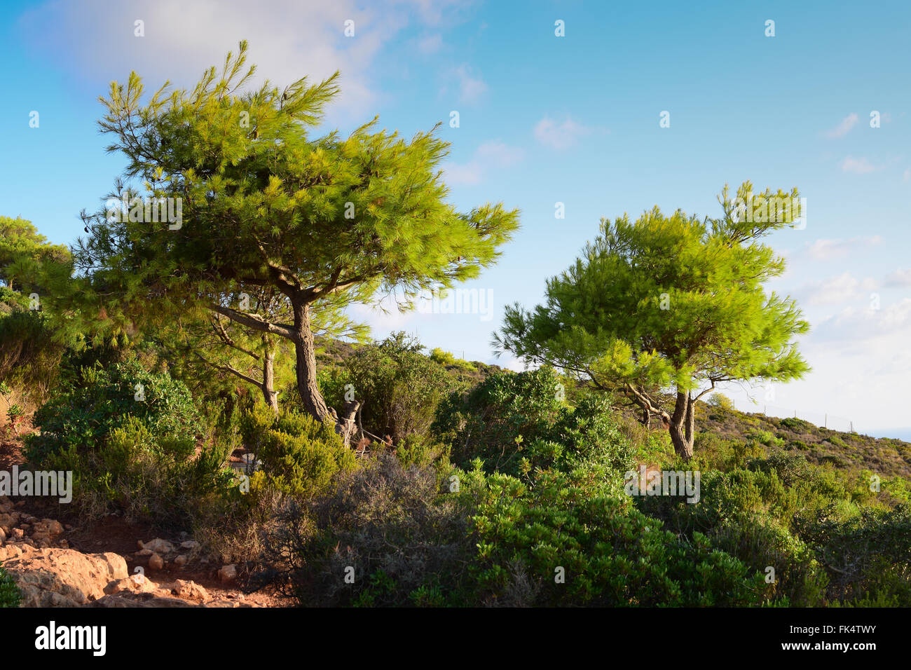 Coastal landscapewith trees in Zakynthos, Greece Stock Photo - Alamy