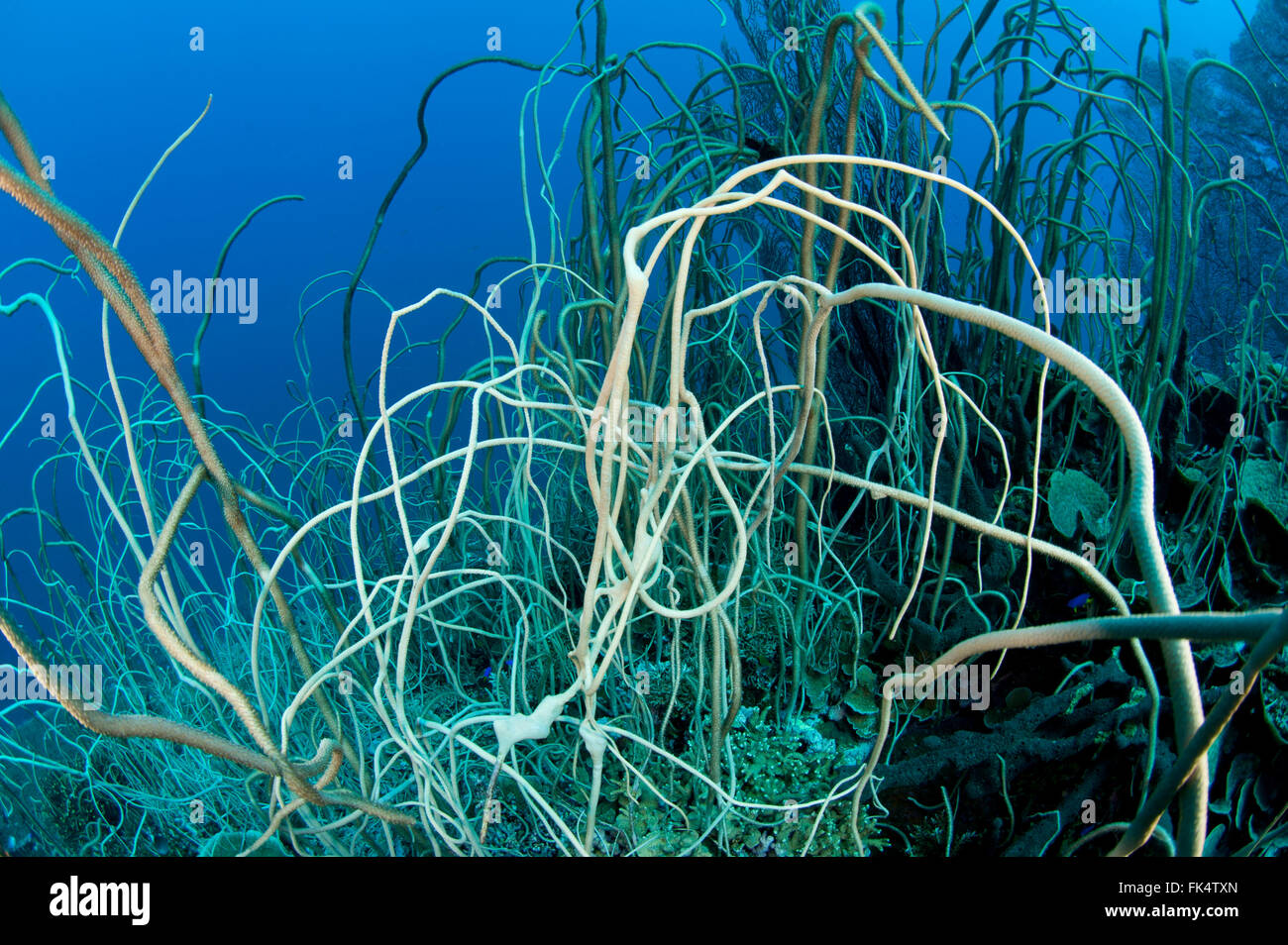 Whip coral forest (Junceella sp Stock Photo - Alamy