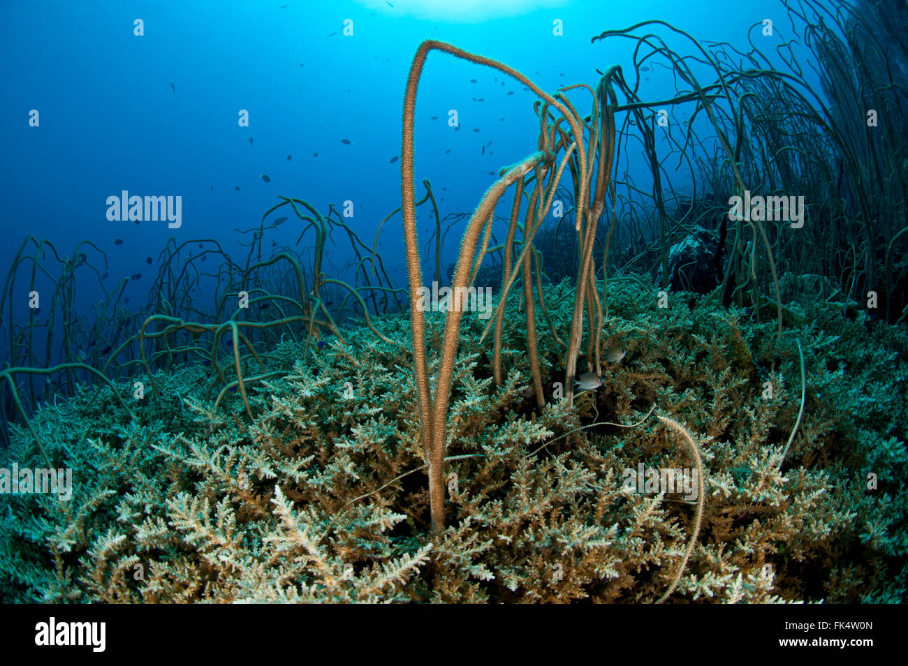 Whip coral forest (Junceella sp Stock Photo - Alamy