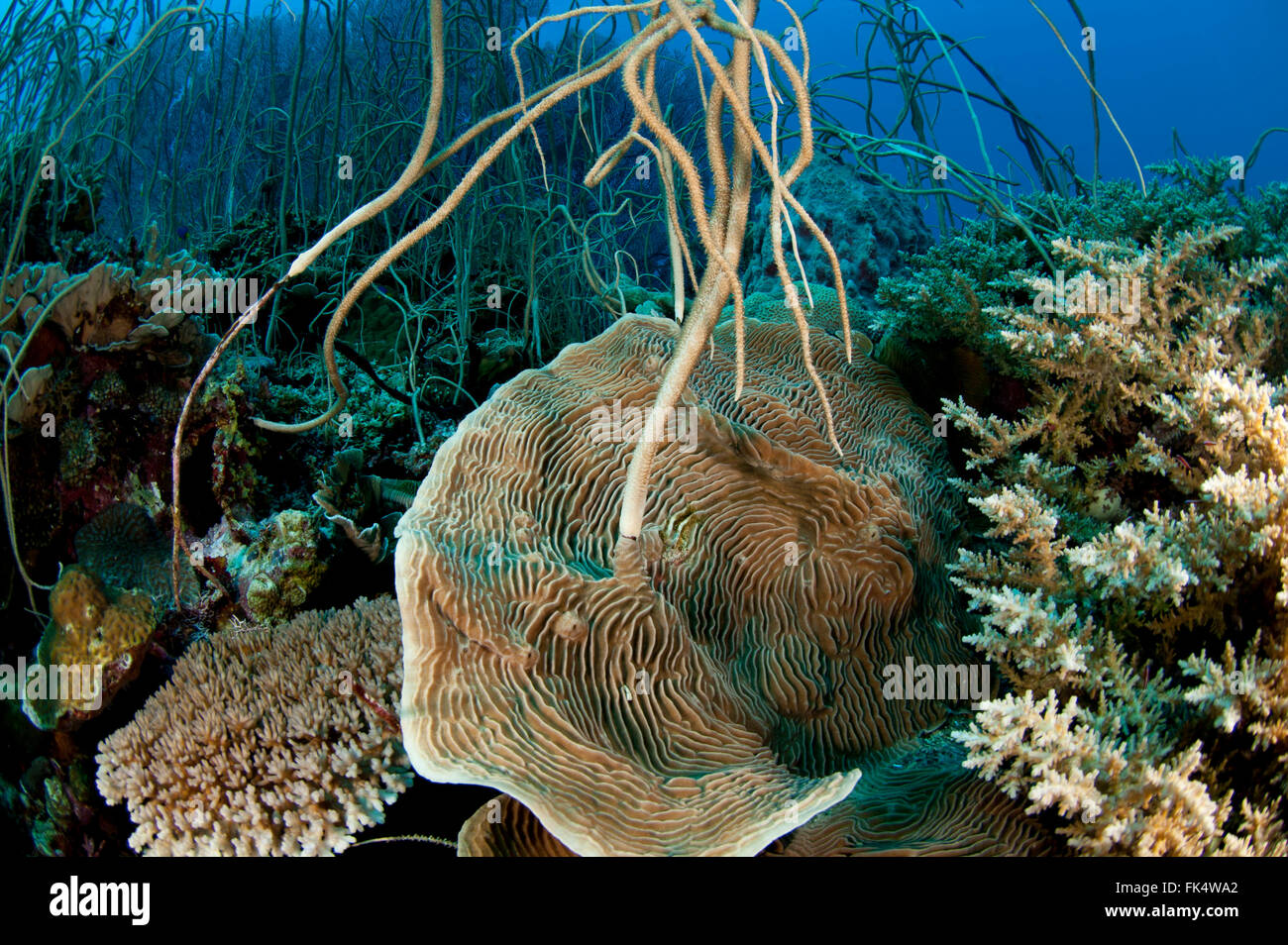 Whip coral forest (Junceella sp Stock Photo - Alamy