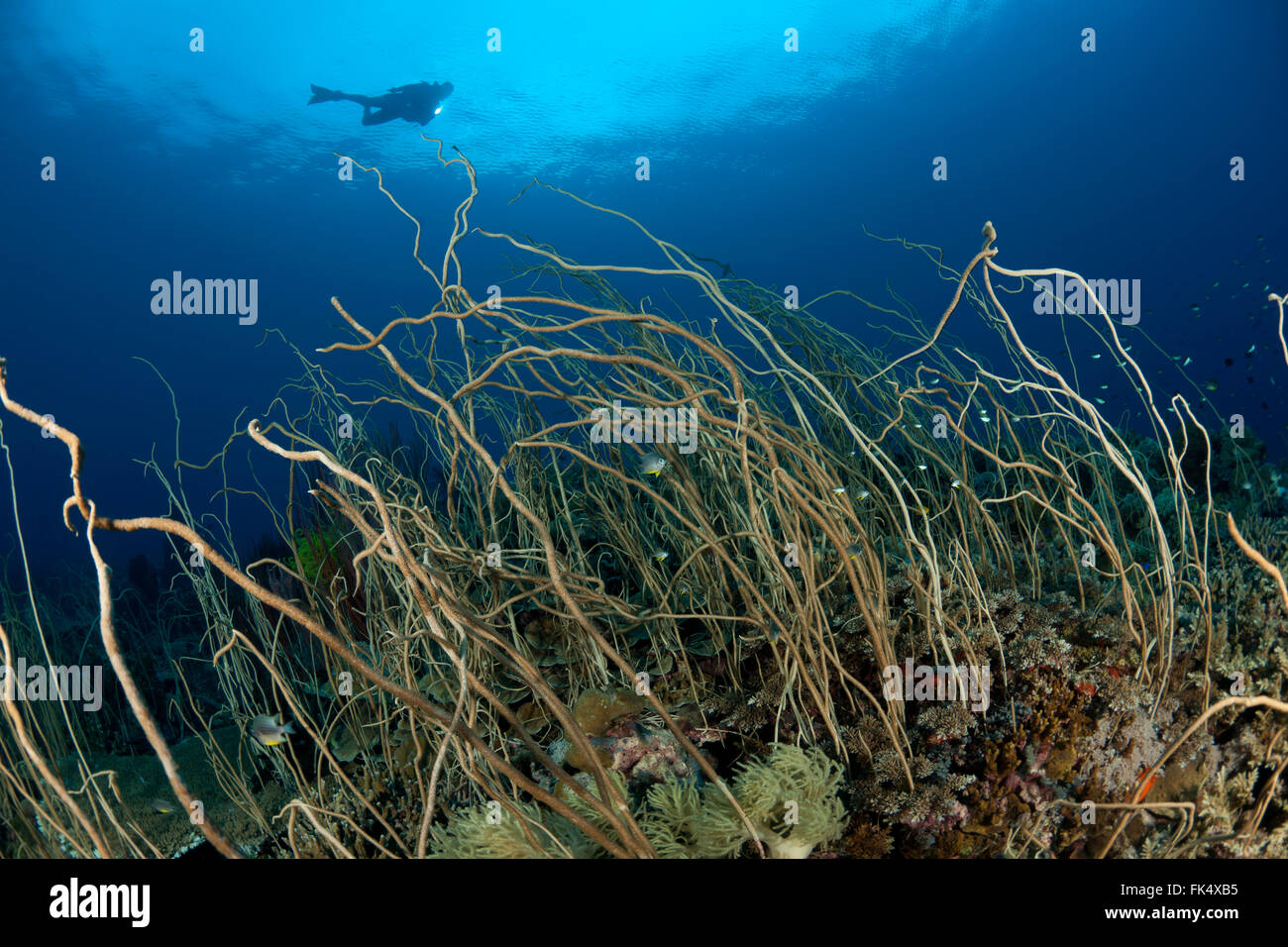 Whip coral forest (Junceella sp.) with diver Stock Photo - Alamy