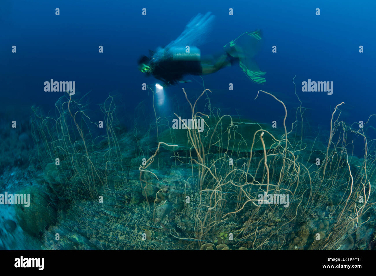 Whip coral forest (Junceella sp.) with diver Stock Photo - Alamy