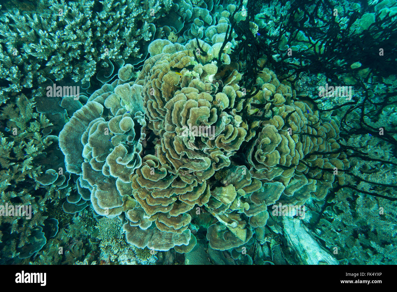 Cabbage corals (Turbinaria reniformis Stock Photo - Alamy