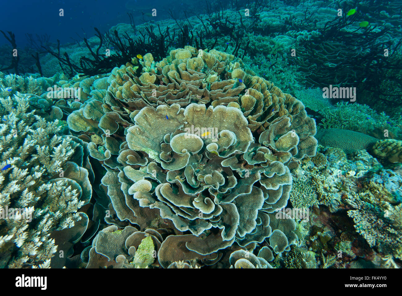 Cabbage corals (Turbinaria reniformis Stock Photo - Alamy
