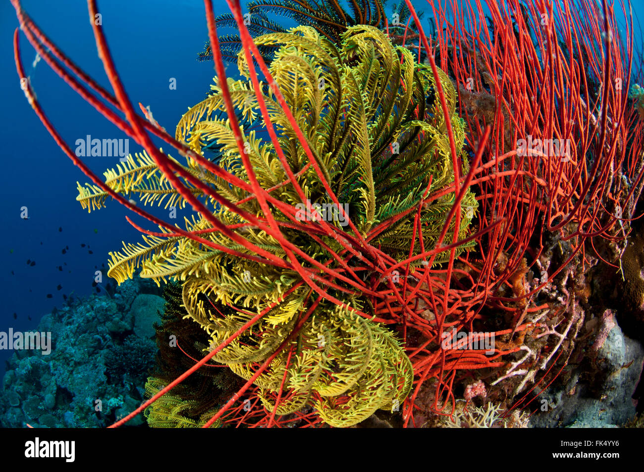 Red whip corals or sea whips (Ellisella sp.) with crinoids or ...